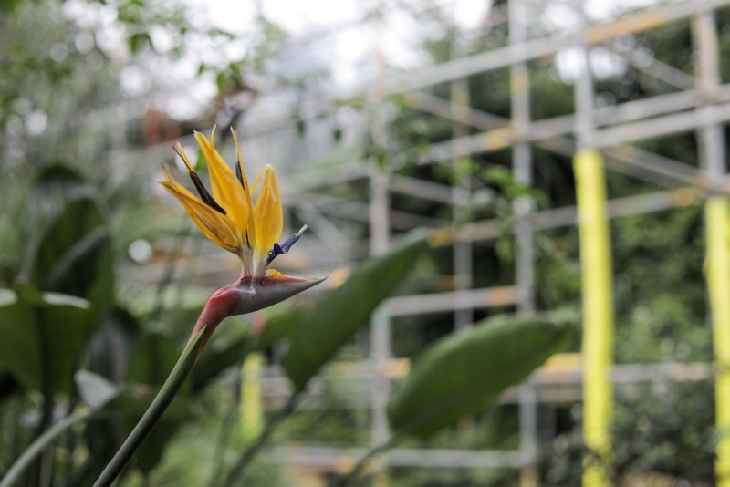 RBGE Edinburgh Biomes Construction
