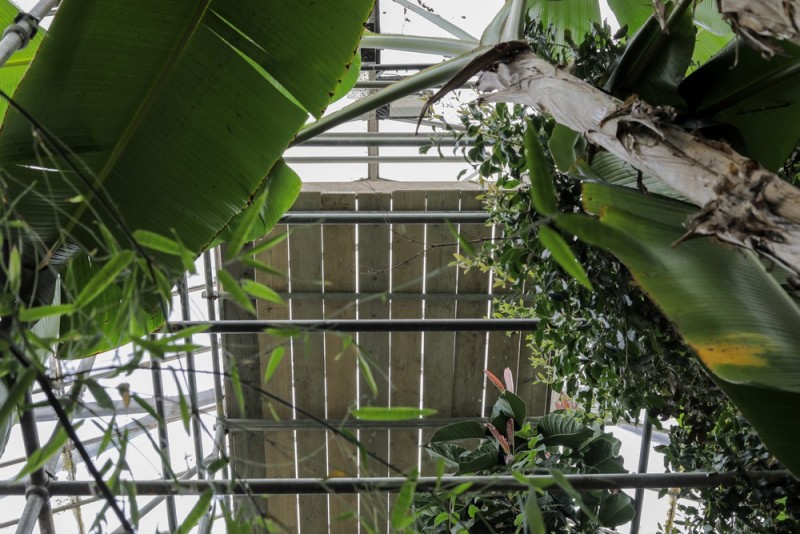 RBGE Edinburgh Biomes Construction